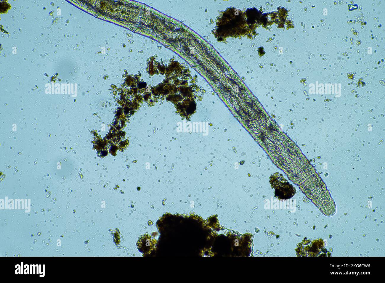 insect parasite in the soil in australia on a farm Stock Photo - Alamy