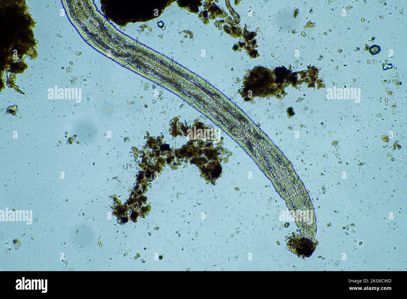 insect parasite in the soil in australia on a farm Stock Photo - Alamy