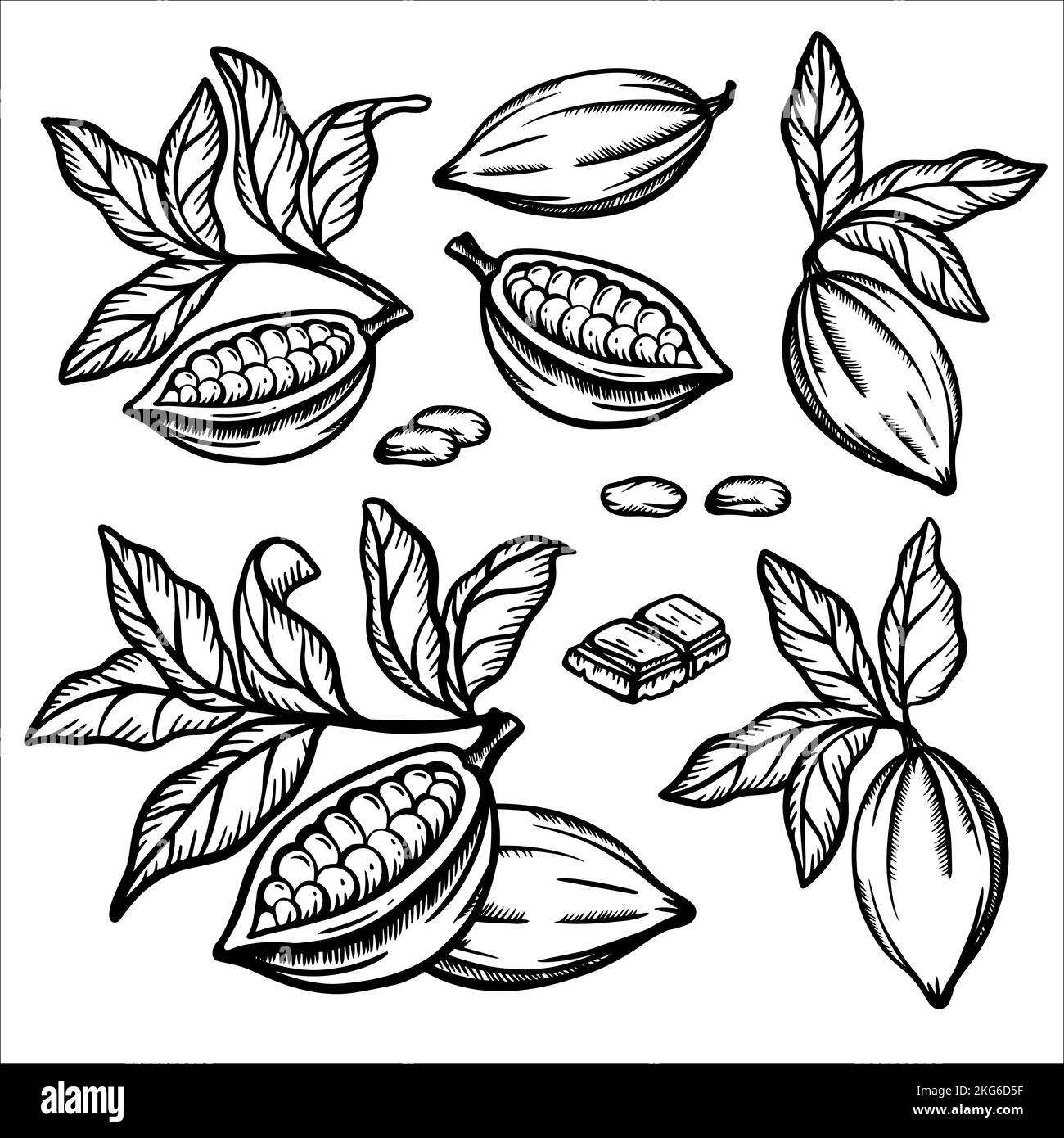 CHOCOLATE COCOA Fruit Seeds Leaves Branches Of Theobroma Tree ...