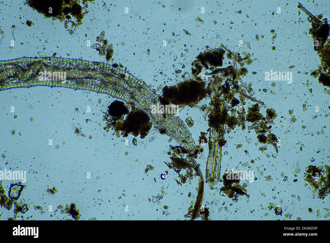 soil microbes in a compost on a farm in india in a lab Stock Photo - Alamy