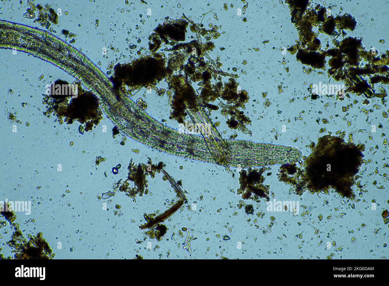 soil microbes in a compost on a farm in india in a lab Stock Photo - Alamy