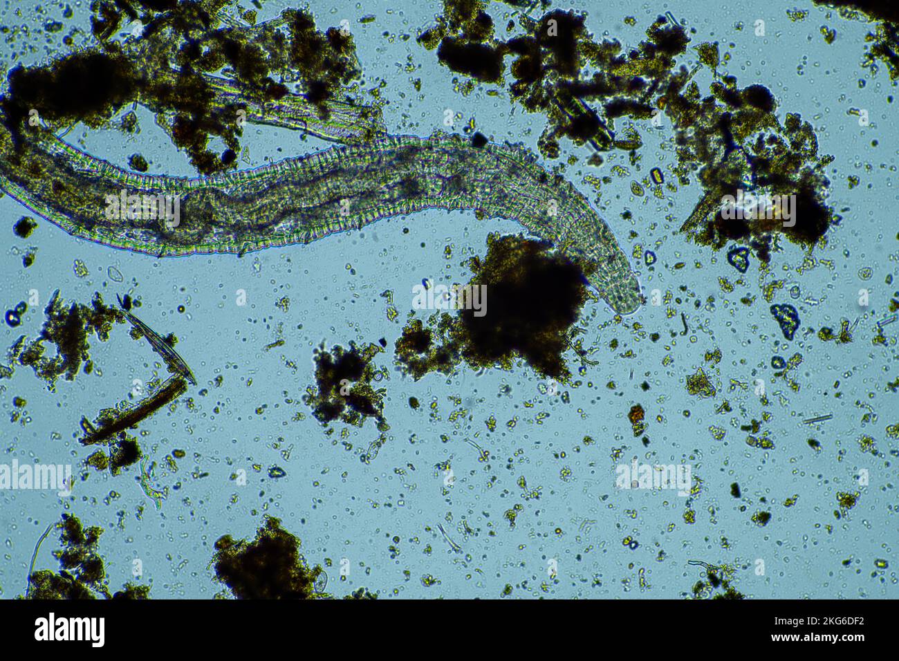 insect parasite in the soil in australia on a farm Stock Photo - Alamy