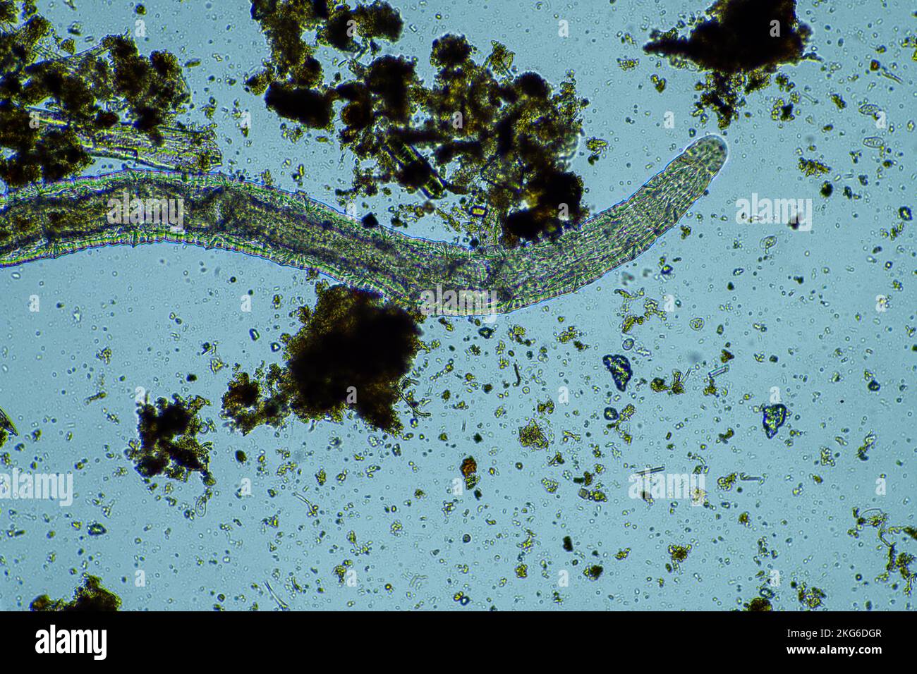 insect parasite in the soil in australia on a farm Stock Photo - Alamy