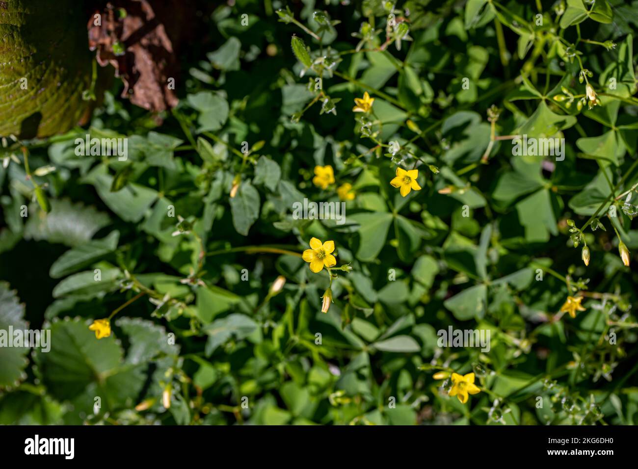 Oxalis dillenii flower growing in meadow Stock Photo - Alamy