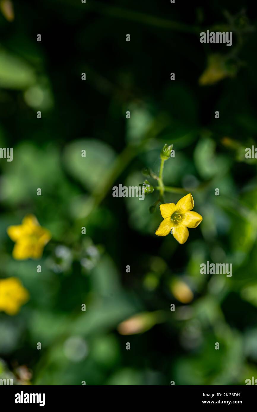 Oxalis dillenii flower growing in meadow Stock Photo - Alamy