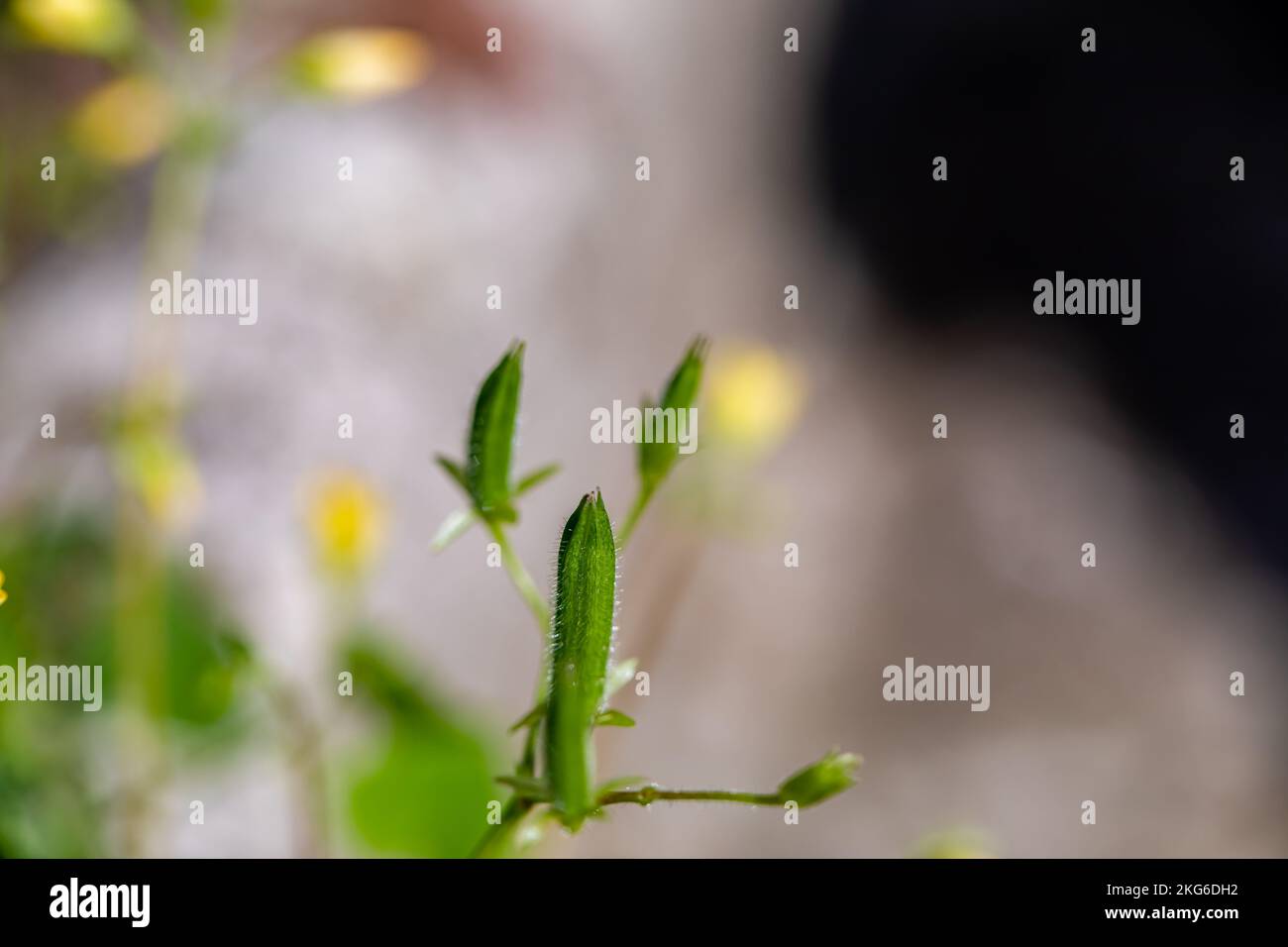Oxalis dillenii flower growing in meadow Stock Photo - Alamy