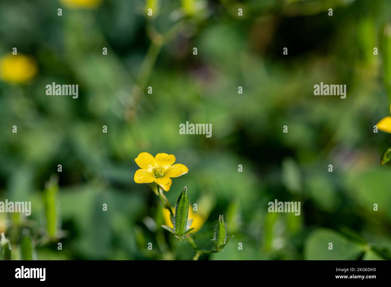 Oxalis dillenii flower growing in meadow Stock Photo - Alamy