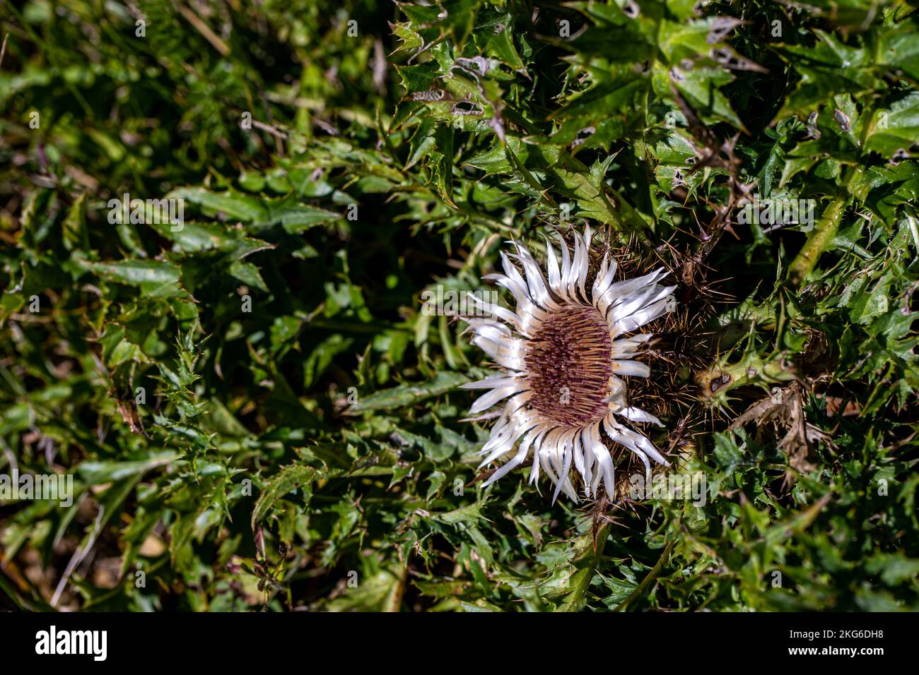 Carlina acaulis flower growing in meadow Stock Photo - Alamy