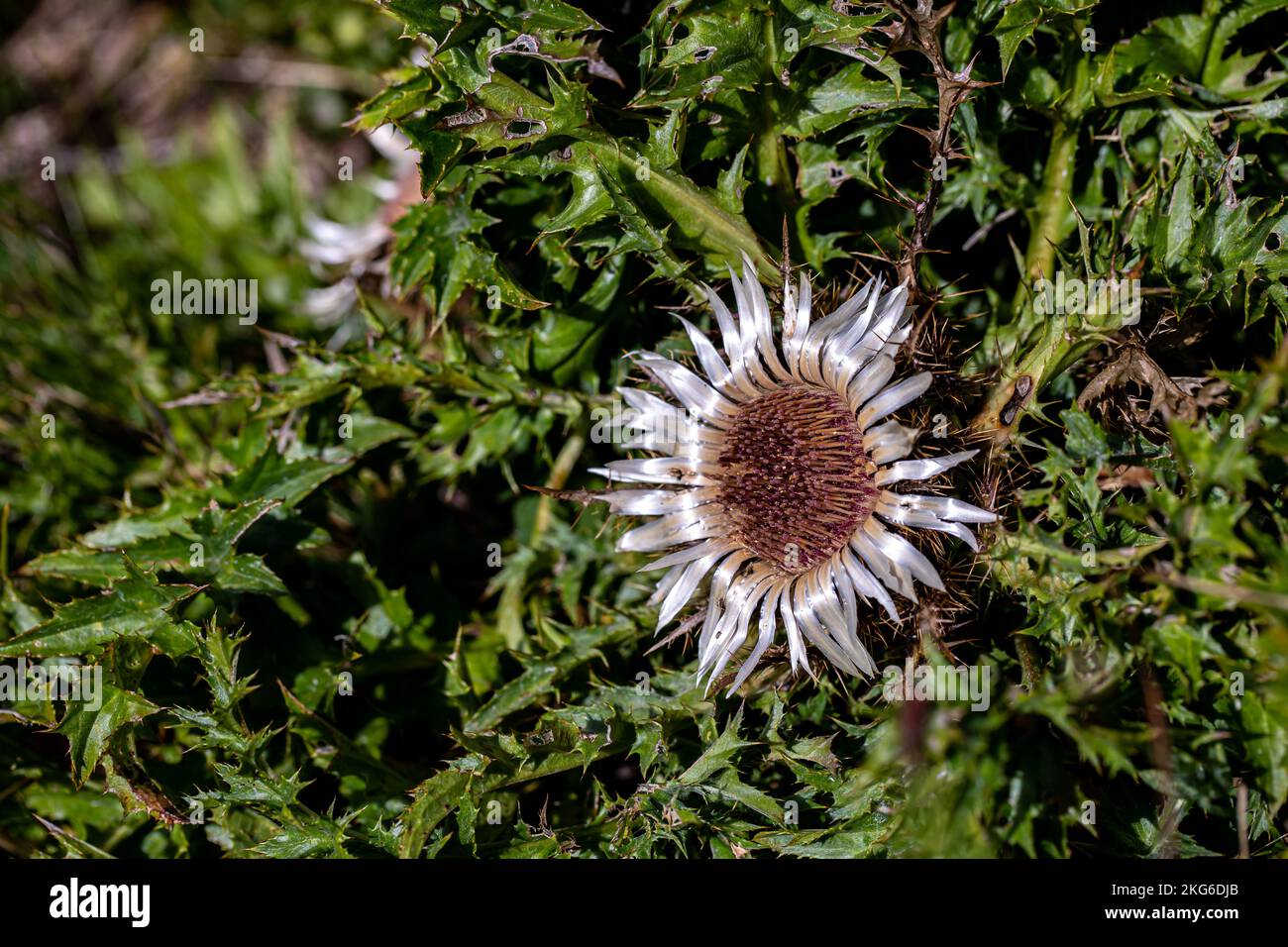 Carlina acaulis flower growing in meadow Stock Photo - Alamy