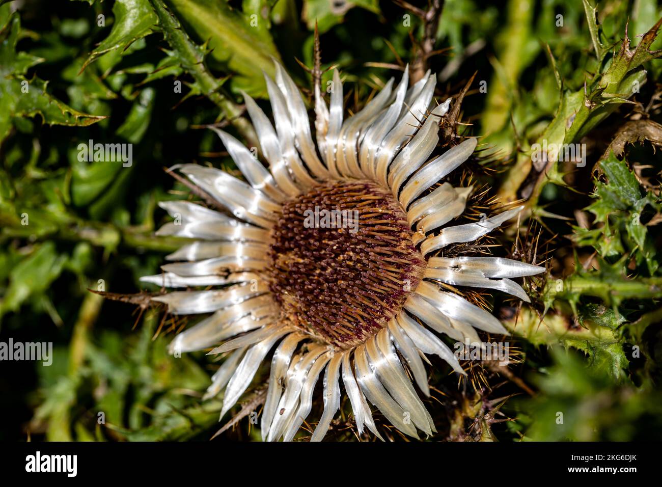 Carlina acaulis flower growing in meadow Stock Photo - Alamy