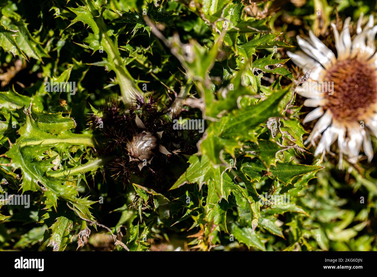 Carlina acaulis flower growing in meadow Stock Photo - Alamy