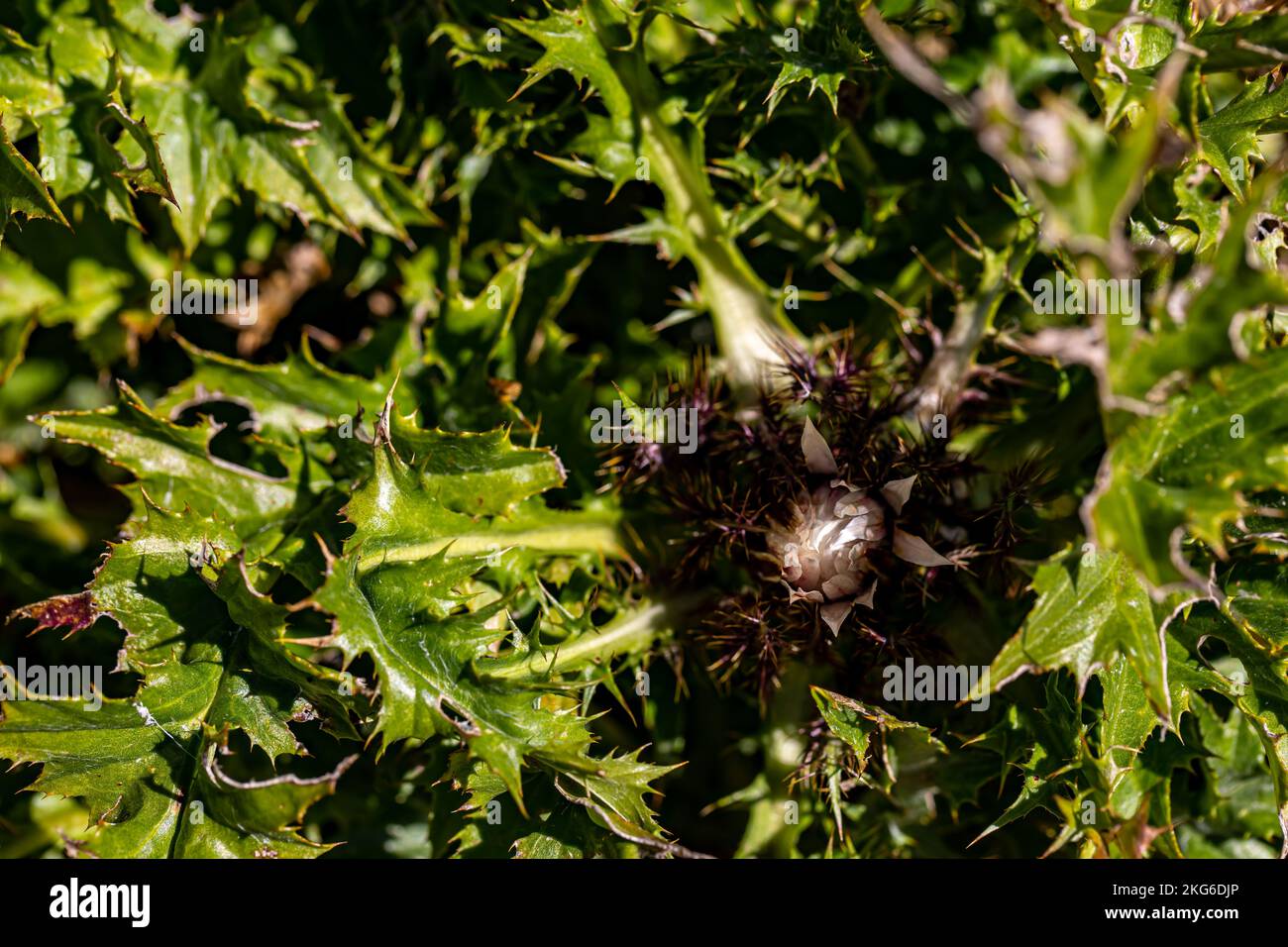 Carlina acaulis flower growing in meadow Stock Photo - Alamy