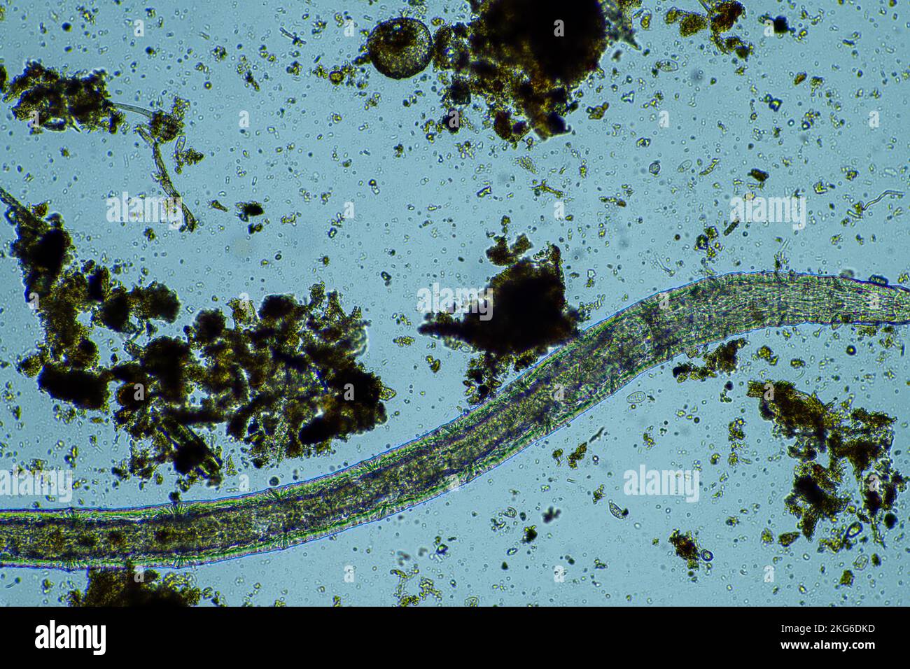 microscopic worm in the soil in australia in compost Stock Photo - Alamy