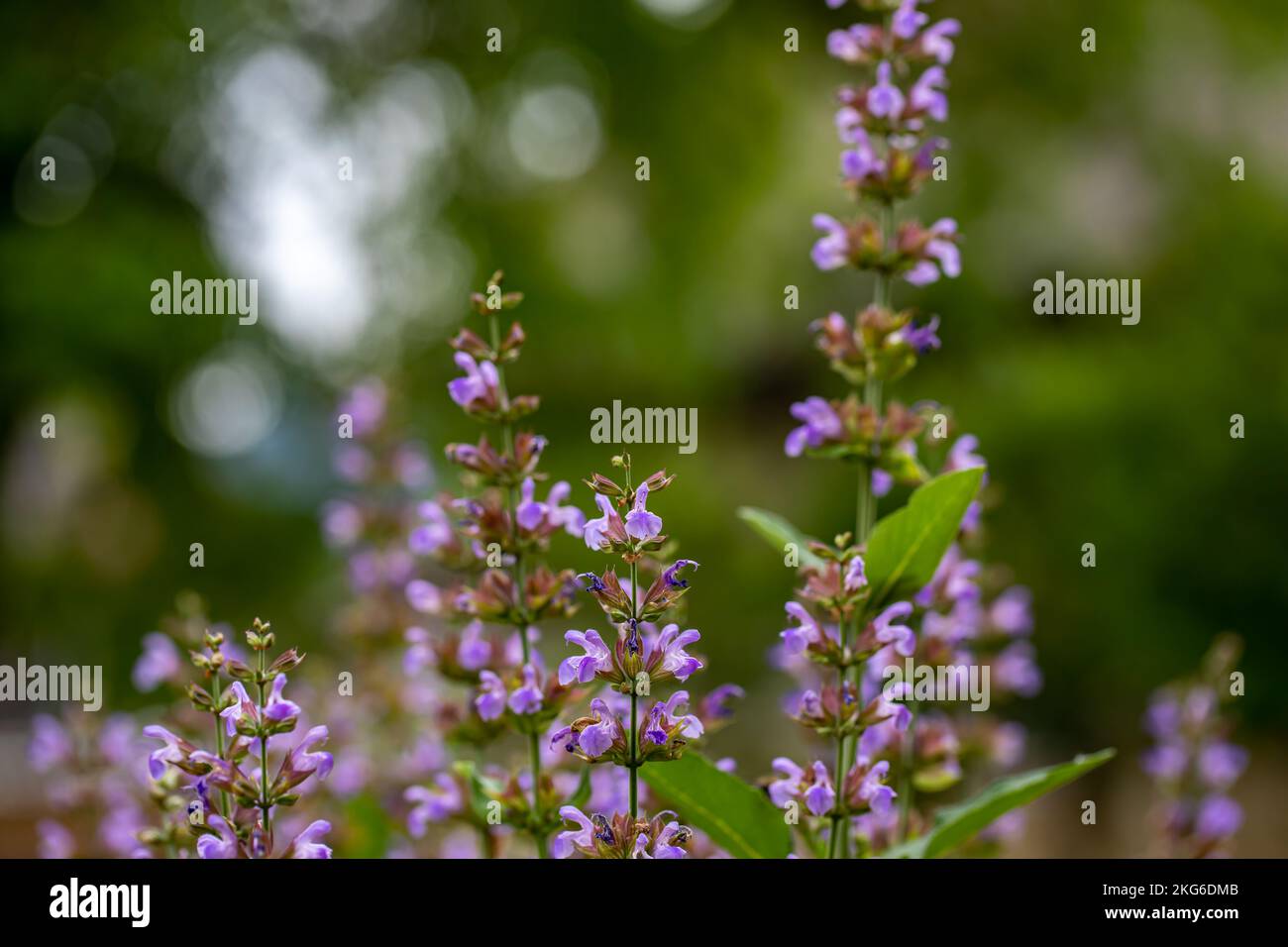 Salvia officinalis flower growing in meadow, close up Stock Photo - Alamy