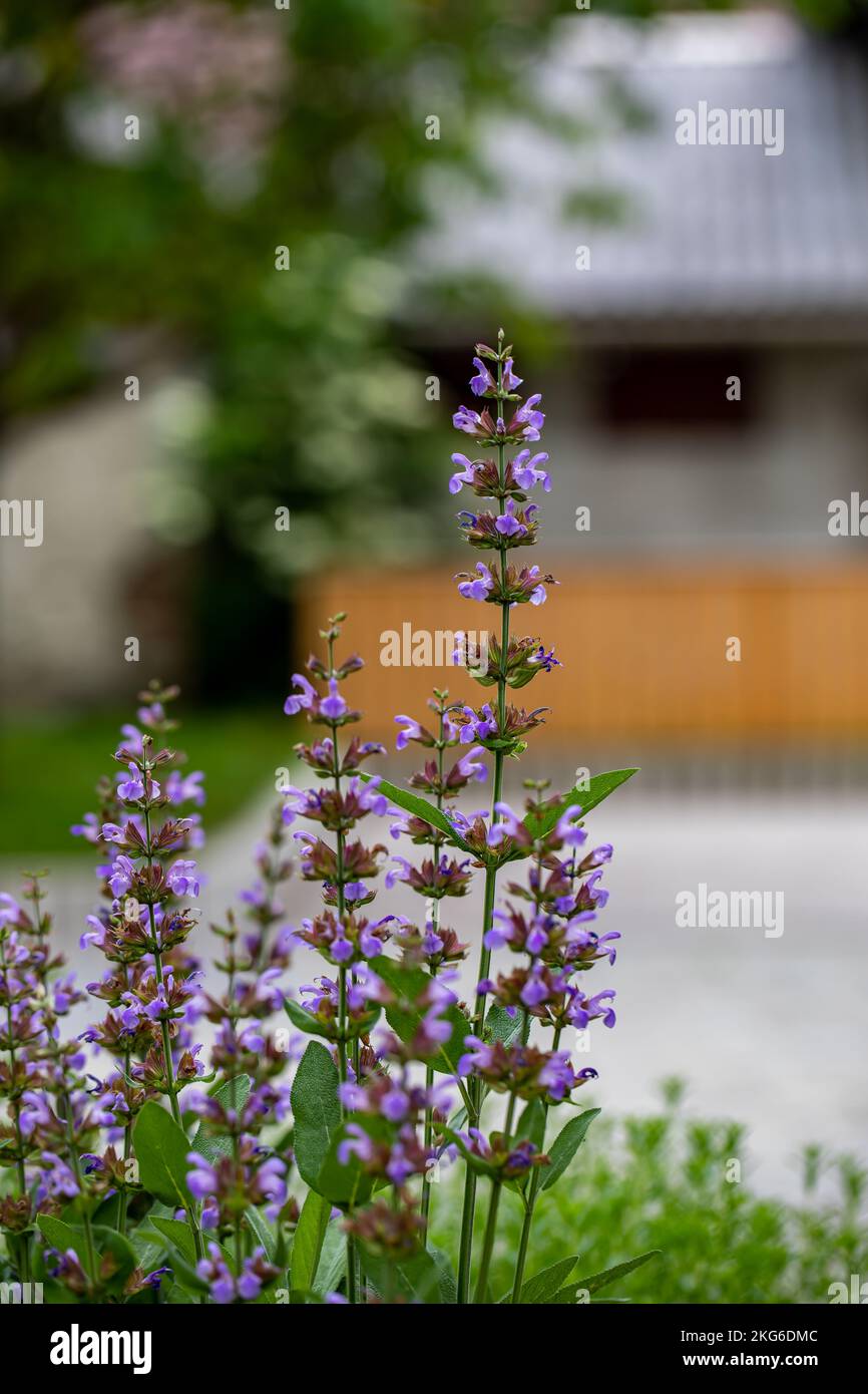 Salvia officinalis flower growing in meadow, close up Stock Photo - Alamy