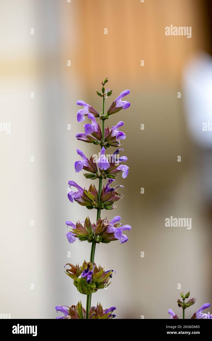 Salvia officinalis flower growing in meadow, close up Stock Photo - Alamy