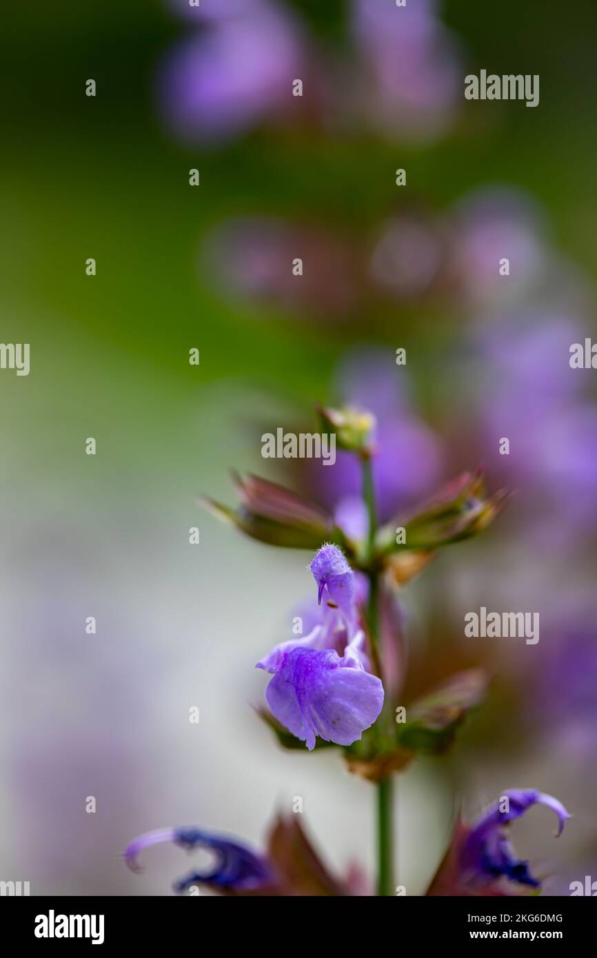 Salvia officinalis flower growing in meadow, close up Stock Photo - Alamy
