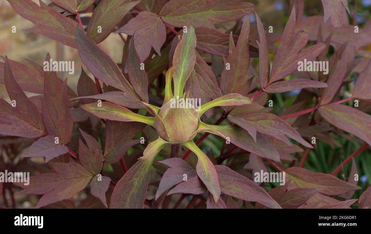 Young tree peony bud surrounded by dark red healthy foliage Stock Photo ...