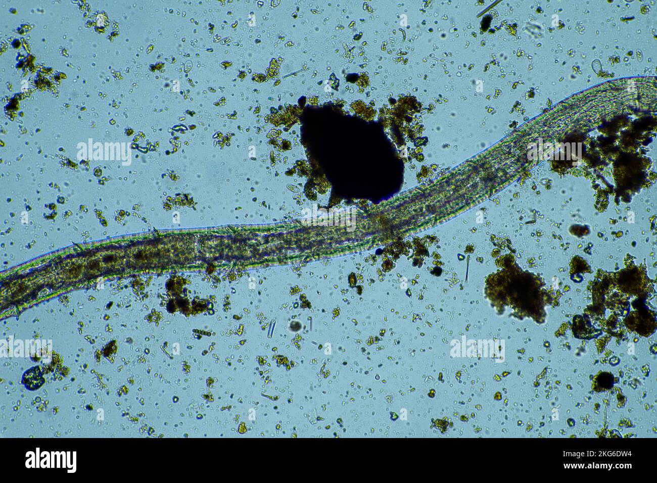 soil microbes in a compost on a farm in india in a lab Stock Photo - Alamy