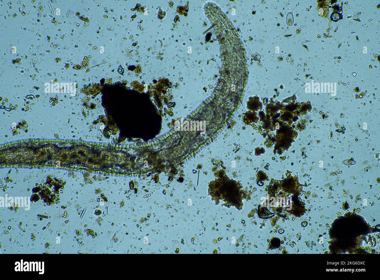 soil microbes in a compost on a farm in india in a lab Stock Photo - Alamy