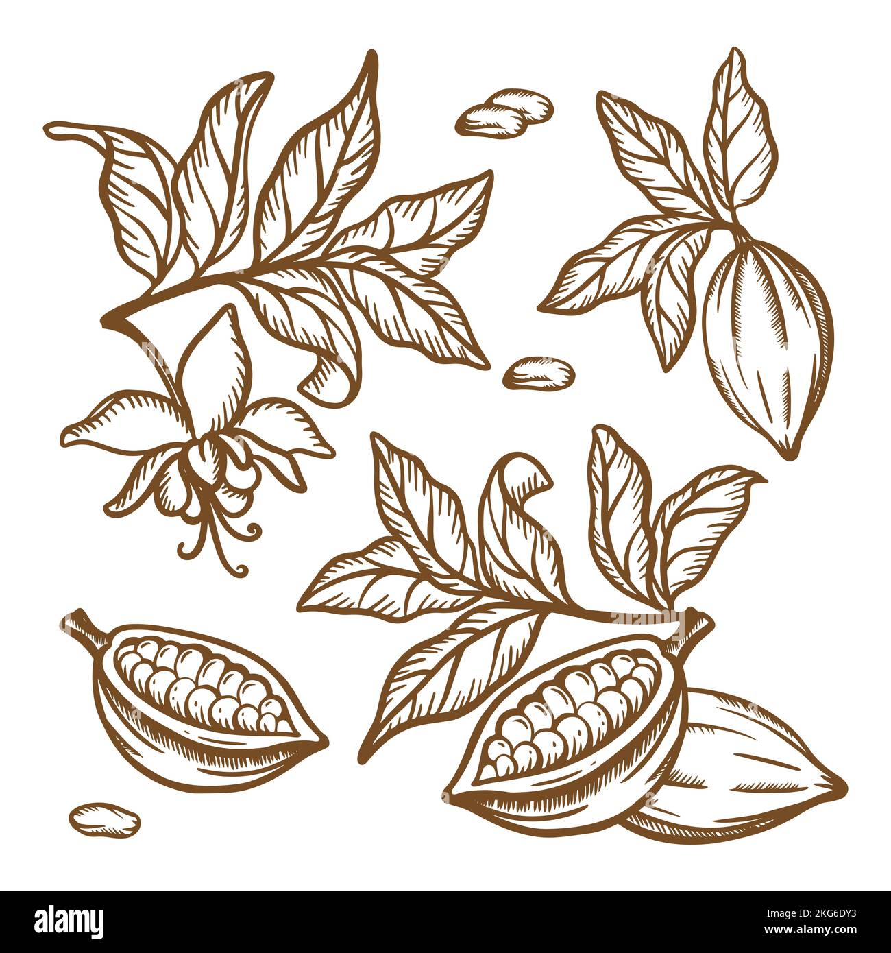 COCOA TREE BRANCHES Fruit Seeds And Leaves Of Theobroma Tree Brown ...