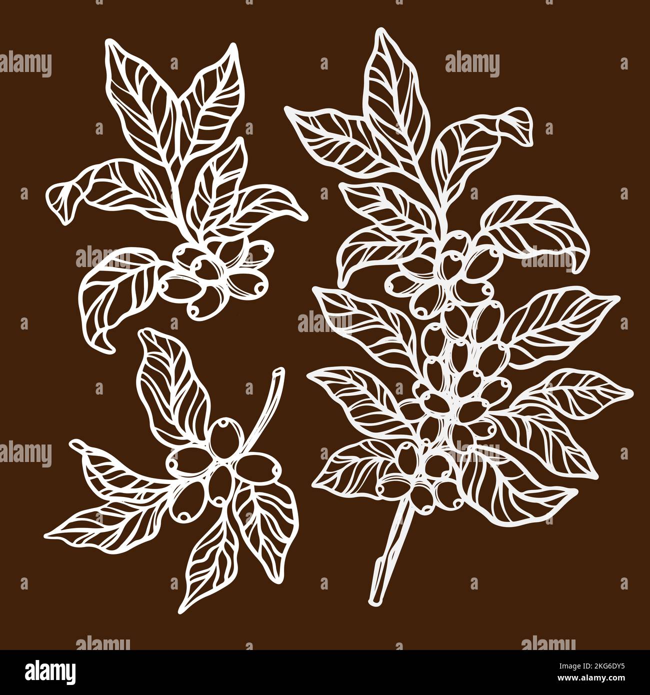 COFFEE IN SKETCH STYLE Branch Of A Coffee Tree With Leaves And Berries ...