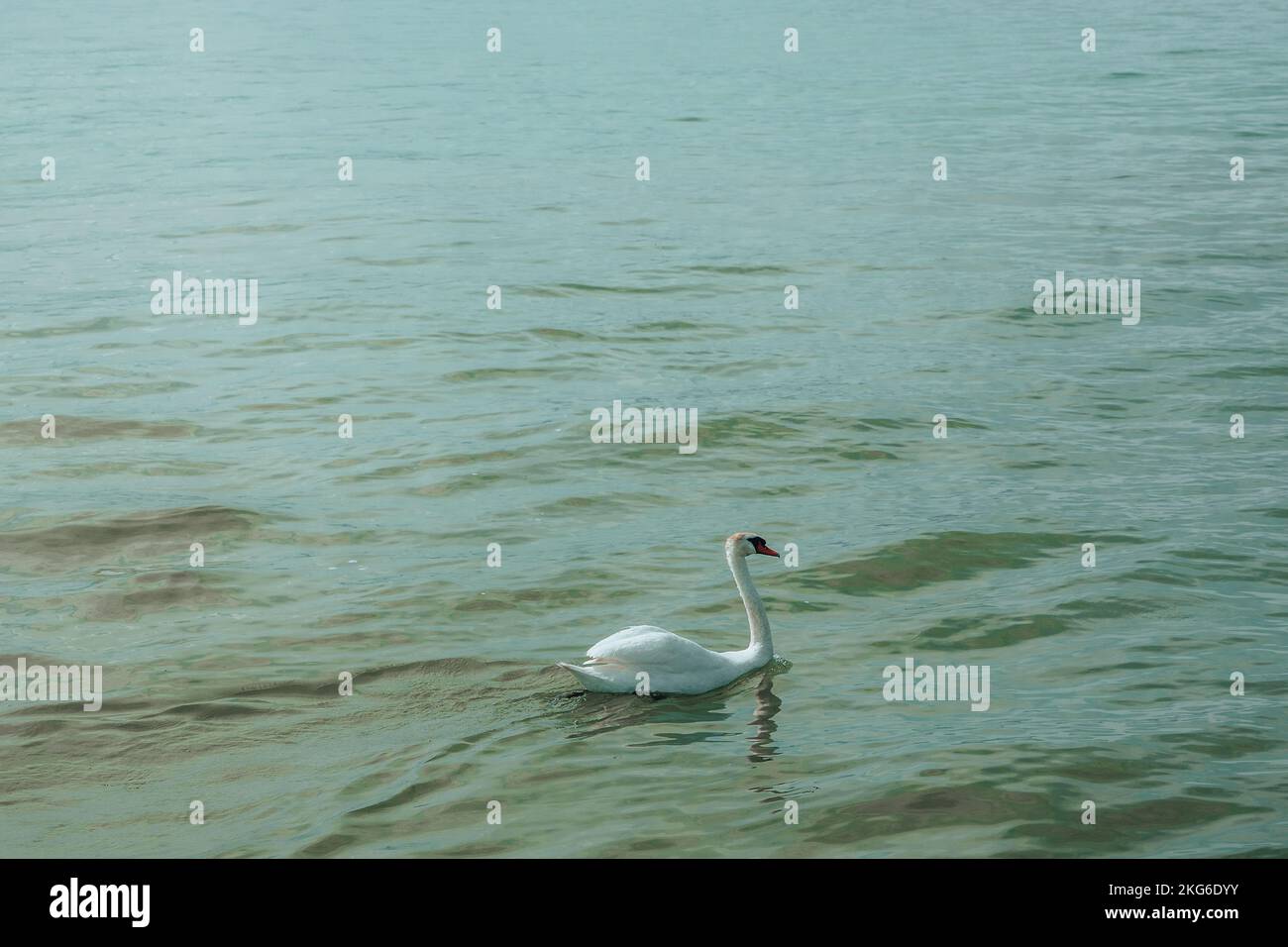 An aerial view of swan swimming in water Stock Photo - Alamy