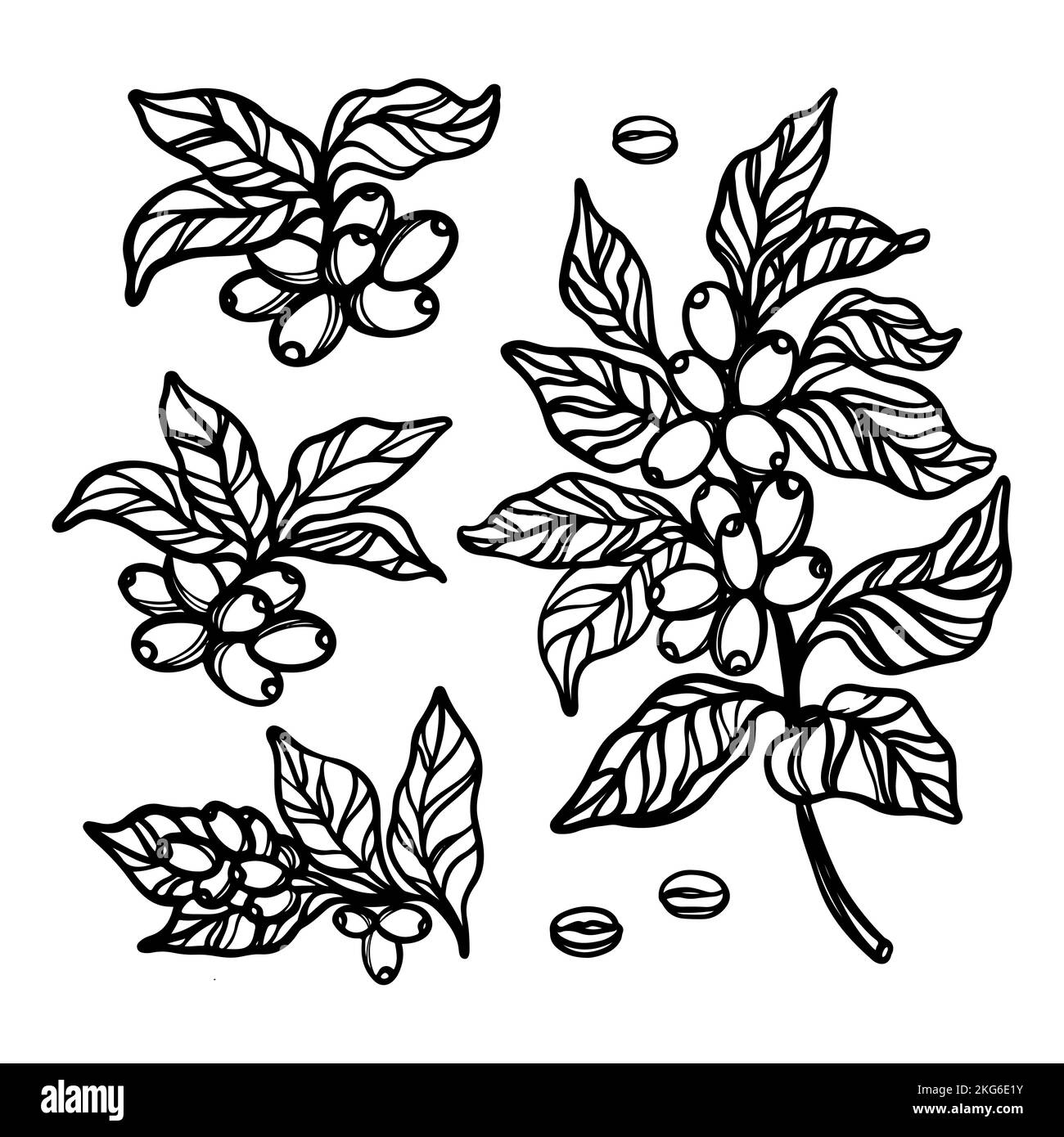 Coffee Plant Clip Art
