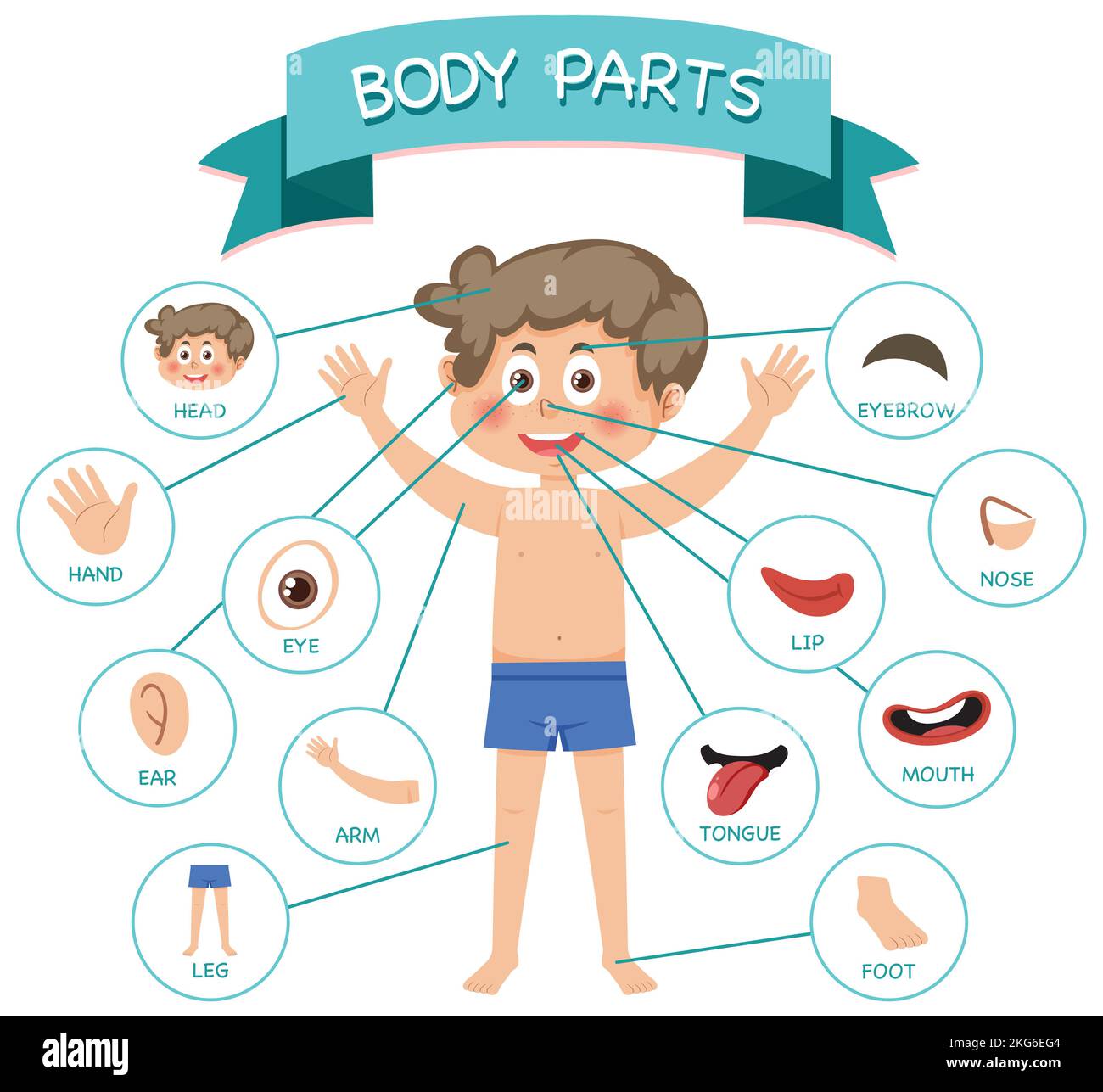 Body parts with vocabulary illustration Stock Photo - Alamy