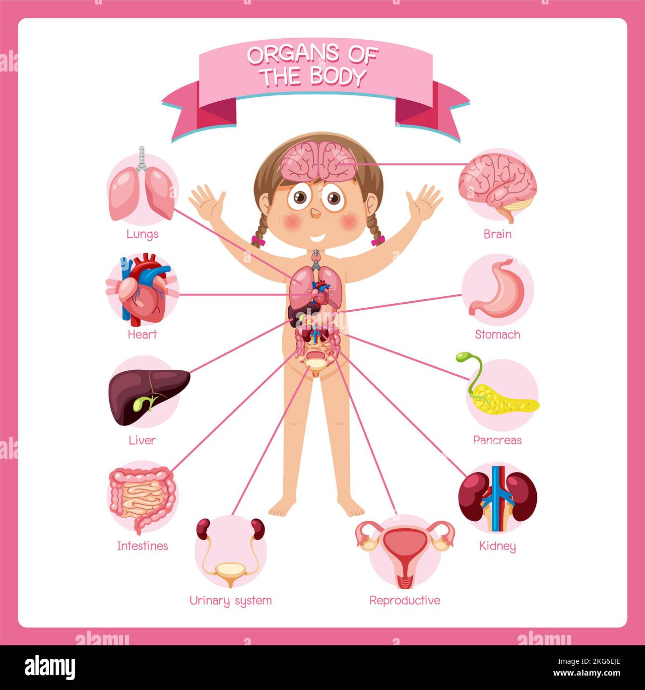 Internal organs of the body for kids illustration Stock Photo - Alamy