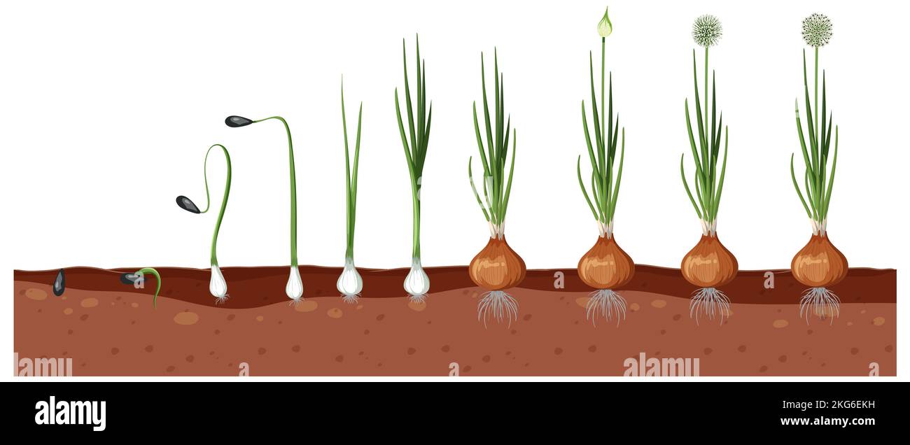 Set of onion plant growing steps isolated illustration Stock Photo - Alamy