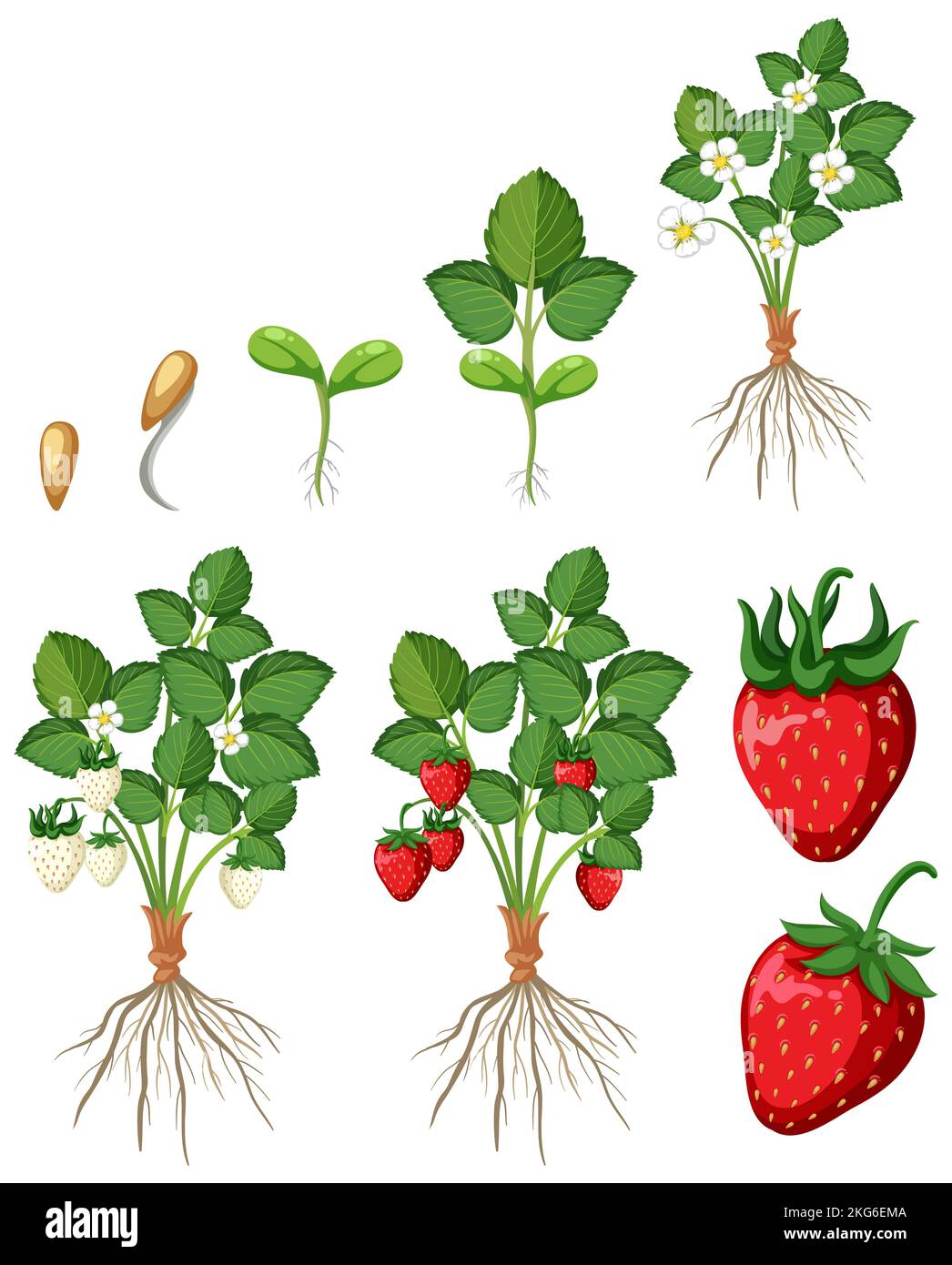 Set of strawberry growing steps isolated illustration Stock Photo - Alamy