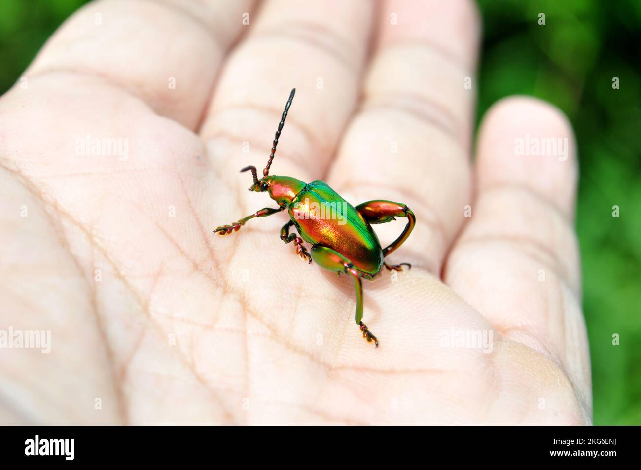 Frog beetle or Sagra buquet is a species of beetle belonging to the ...
