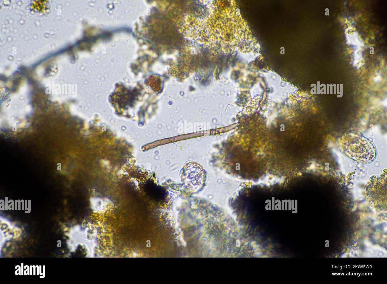 soil worms and bug in a compost pile Stock Photo - Alamy