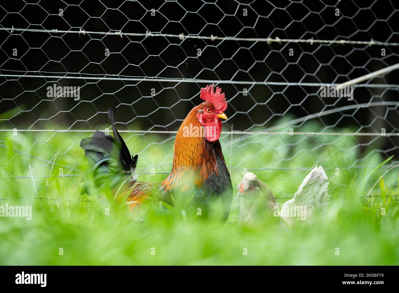 Chickens, hens and chooks, grazing and eating grass, on a free range ...