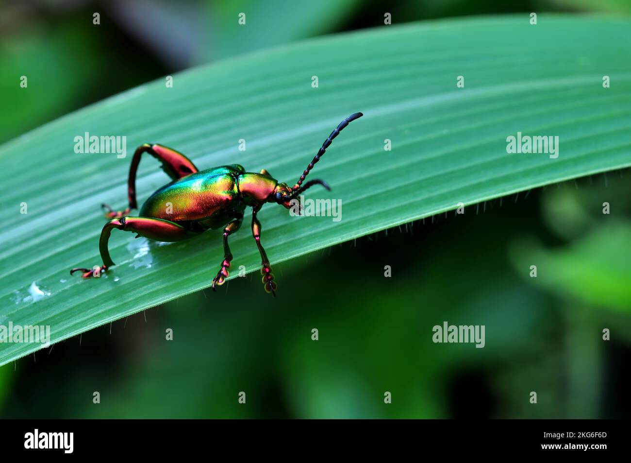 Frog beetle or Sagra buquet is a species of beetle belonging to the ...
