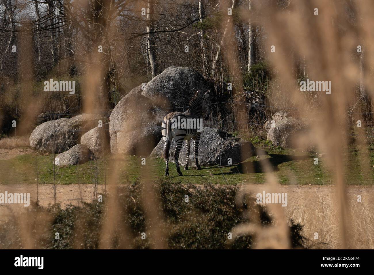 A back view of zebra standing in front of rocks Stock Photo - Alamy