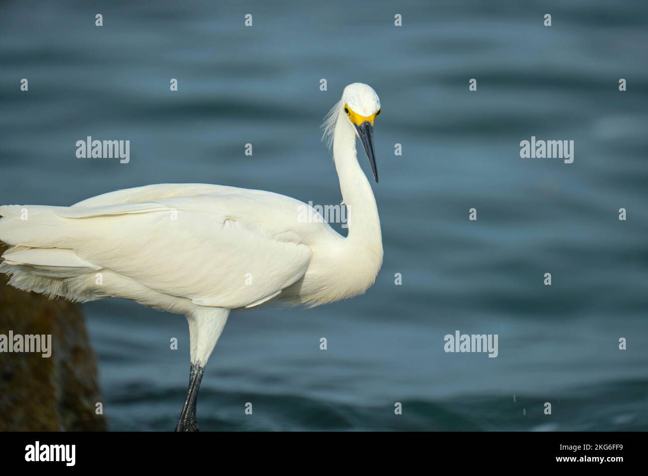 White heron wild sea bird, also known as great or snowy egret hunting ...