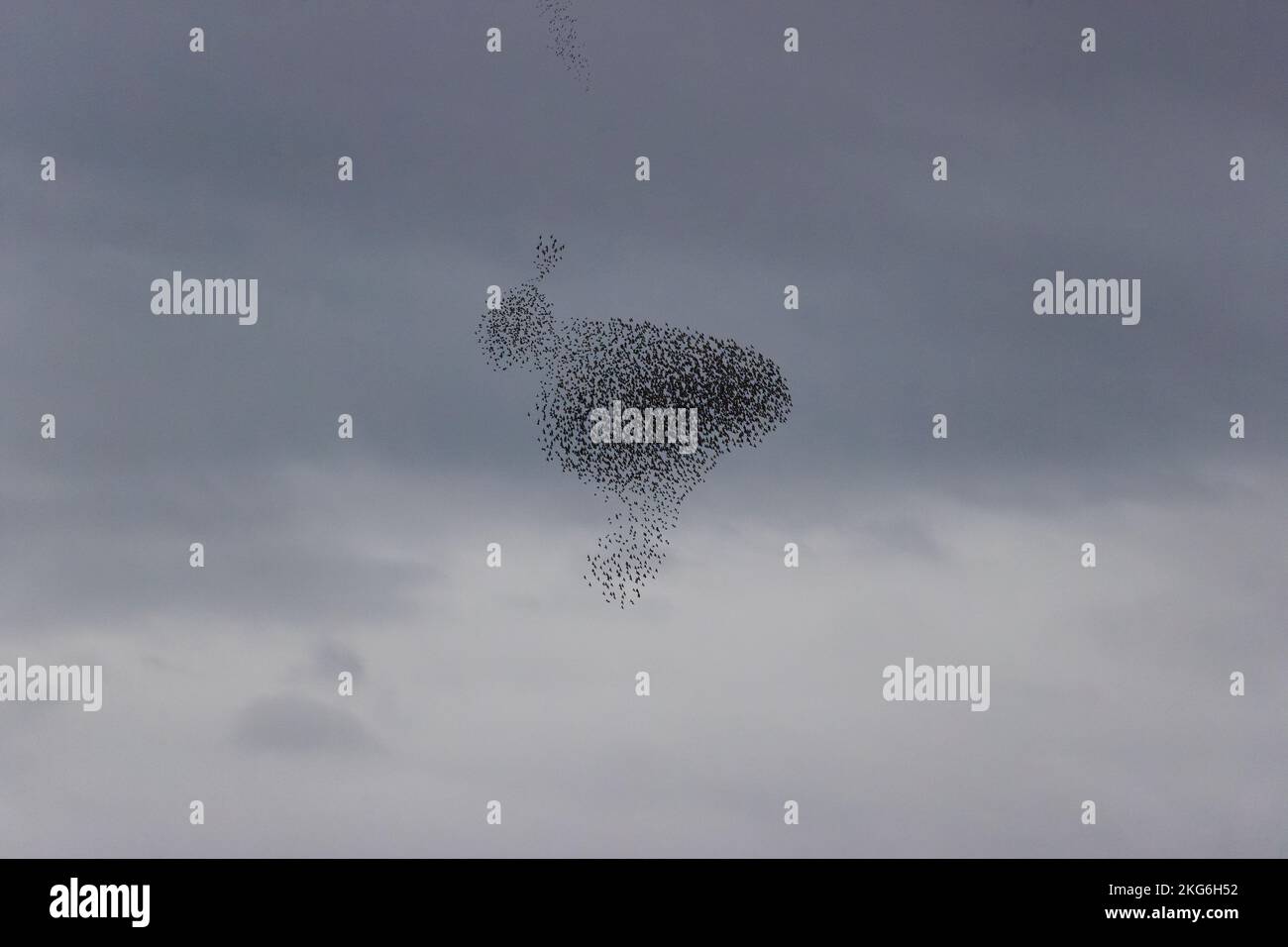 Common starling Sturnus vulgaris, flock flying in shape of rabbit ...