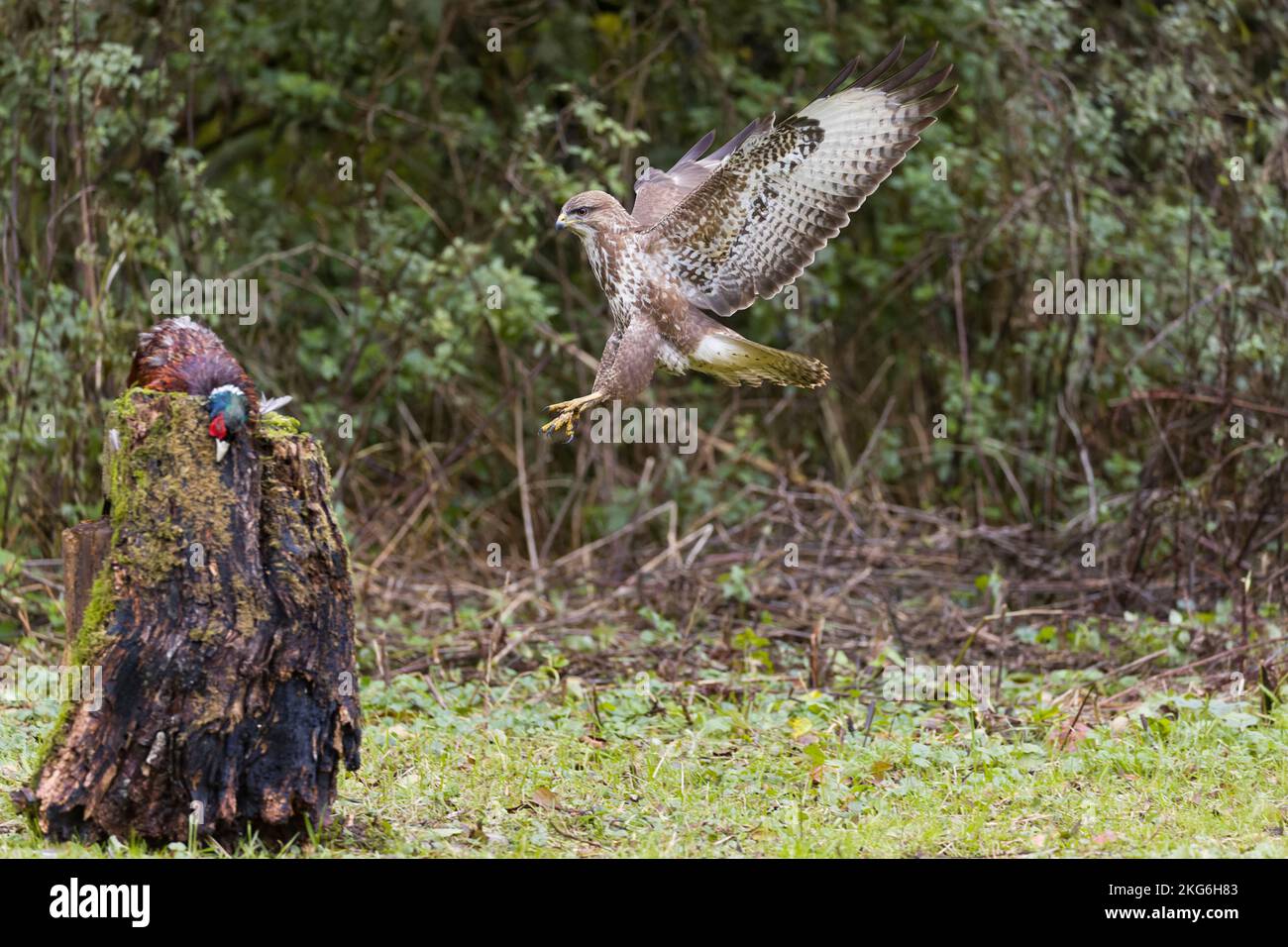 Flying male pheasant hi-res stock photography and images - Alamy