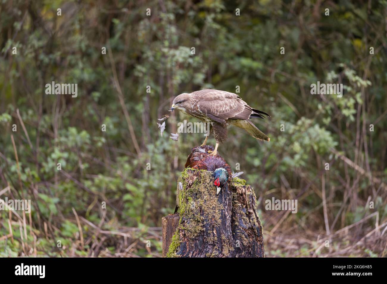 Common buzzard Buteo buteo, adult feeding on Common pheasant Phasianus ...