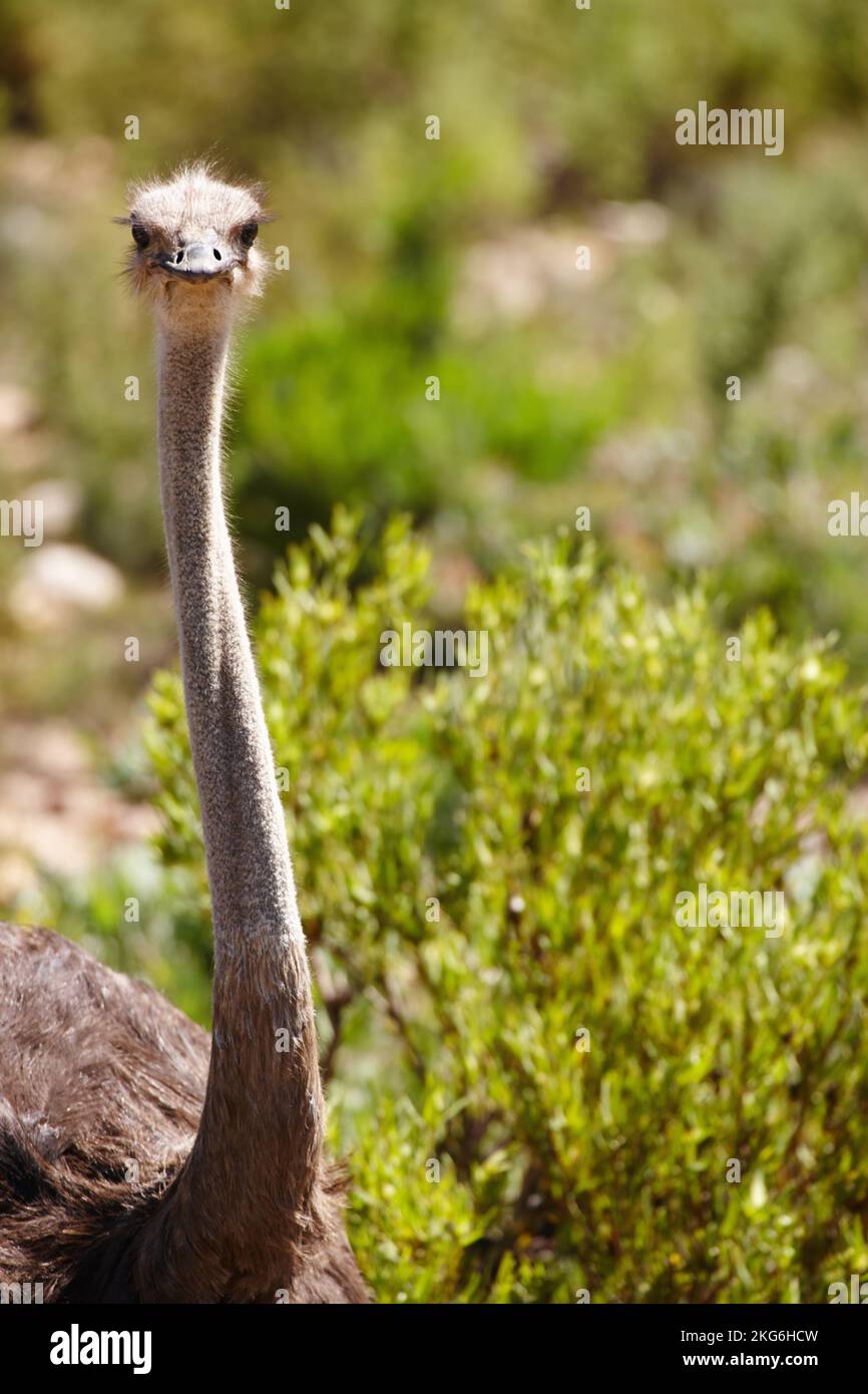 Cute Ostrich