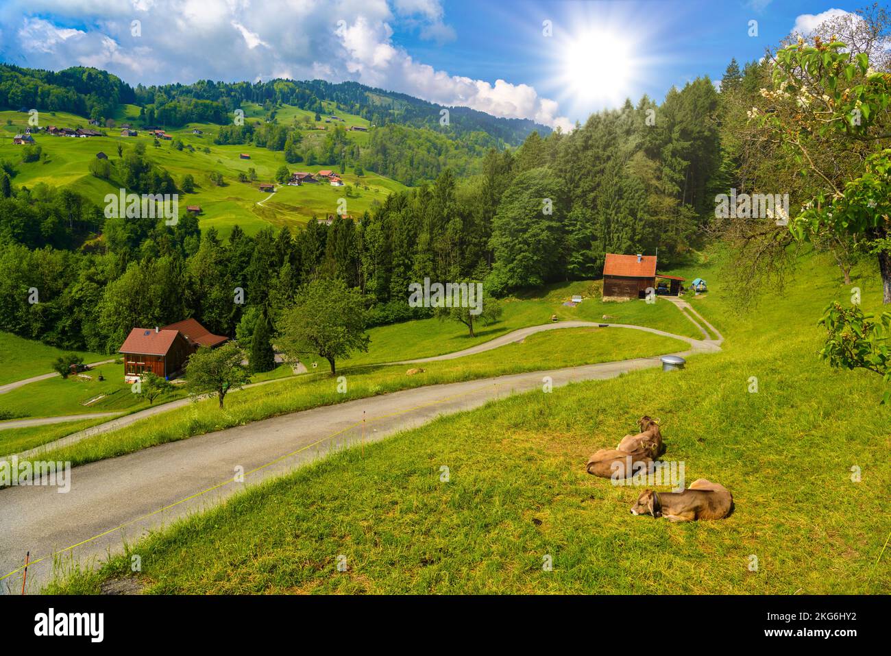 Brown cows on grass in Alps village, Grabs, Werdenberg, St. Gallen ...