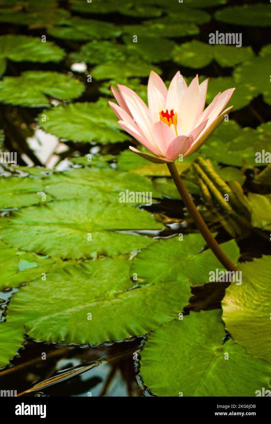 The vertical high-angle shot of a Nelumbo nucifera plant growing with ...
