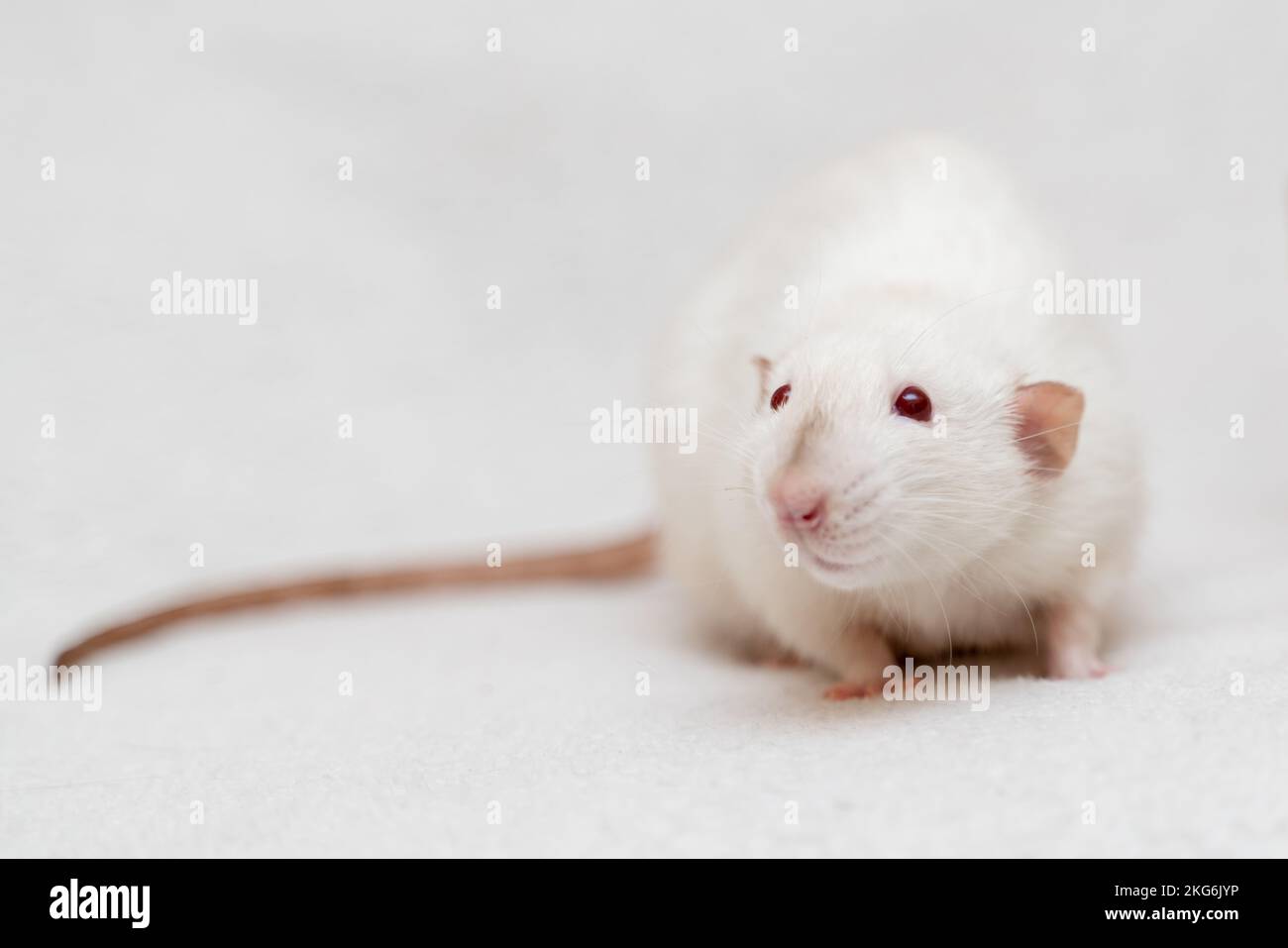 White rat on white background Stock Photo - Alamy