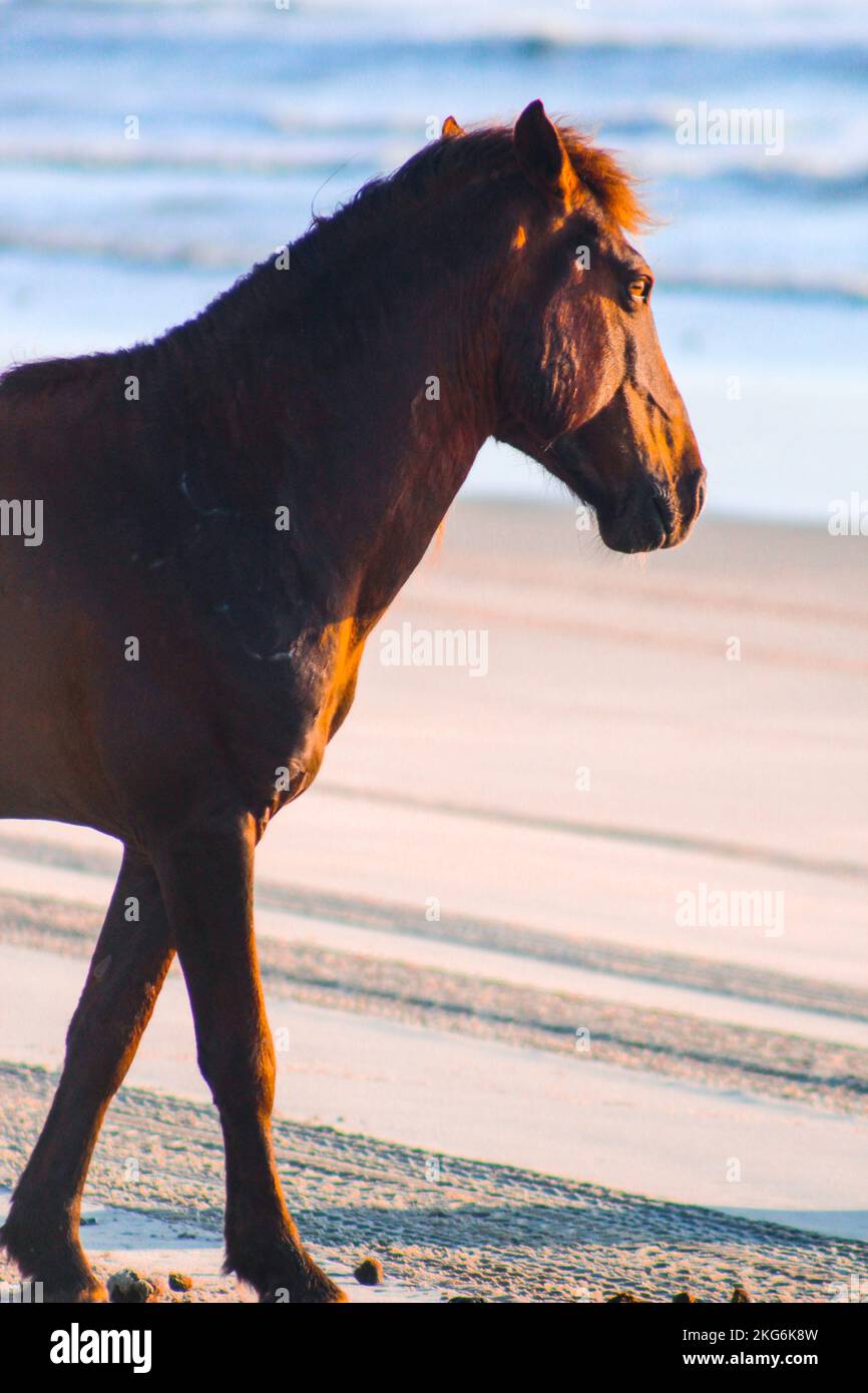 The brown horse on Corova beach in outer banks Stock Photo - Alamy