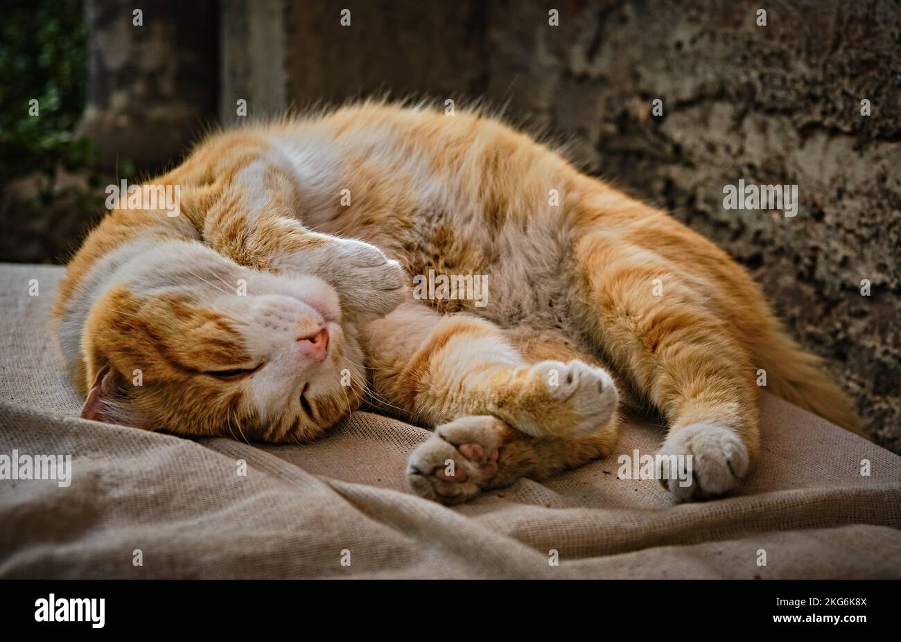 A closeup shot of a brown tabby cat lying down and sleeping in a weird ...