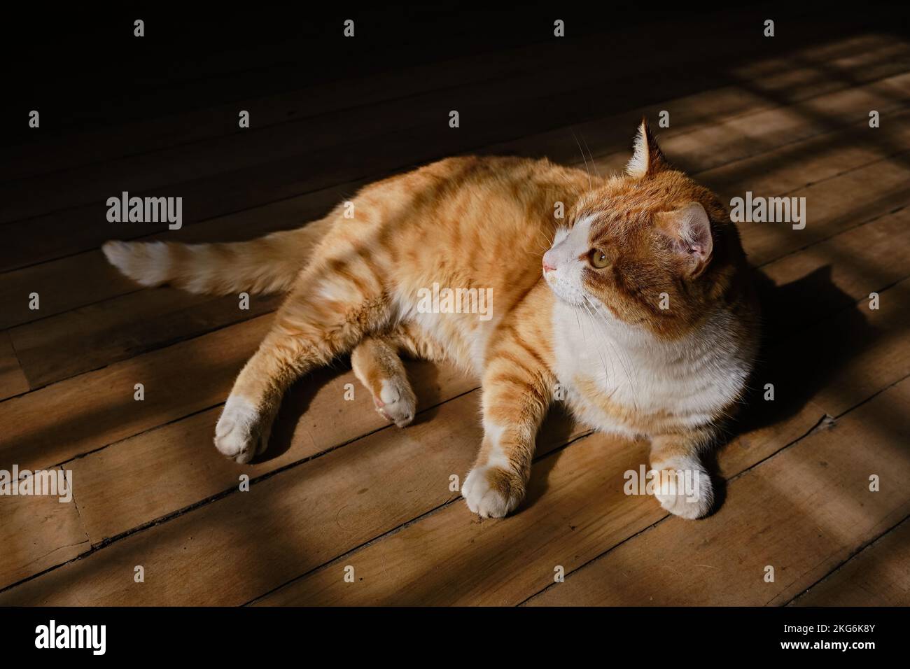A high-angle shot of a brown tabby cat lying on the floor and looking ...