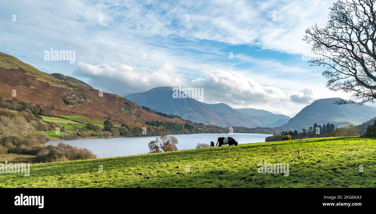 Belted Galloway cattle grazing in green field with Loweswater lake and ...