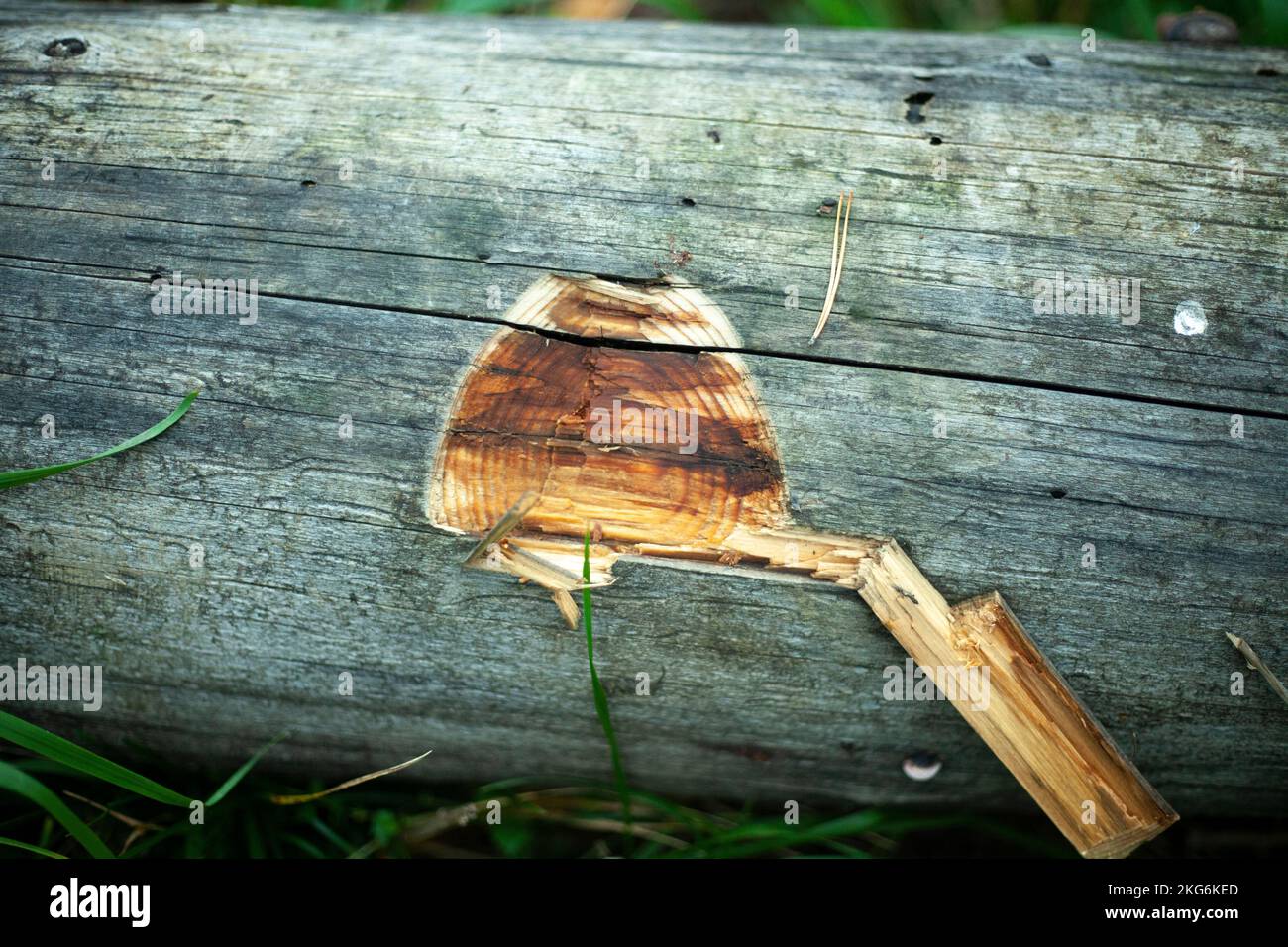 Details of deforestation. Old trees. Dry logs. Fallen tree trunks Stock ...